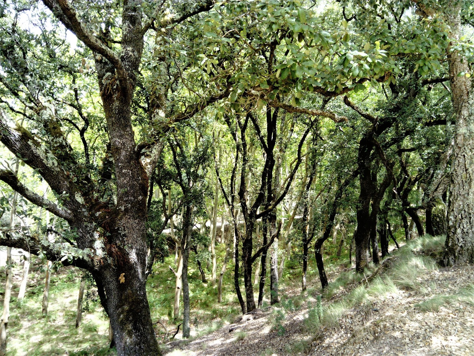 Ecos e reflexos : Tapada Nacional de Mafra (1)