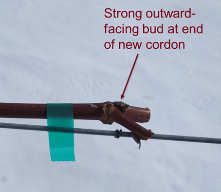 Building New Grapevine Cordons: Only Strong Wood Allowed