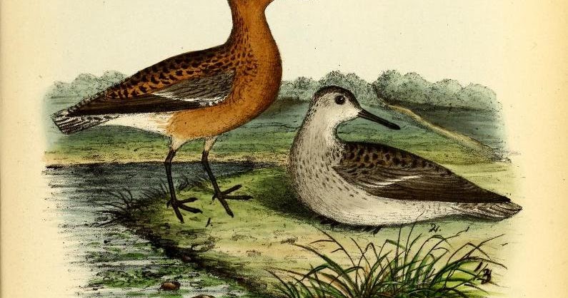 HISTORIAS ZOOLOGICAS: PLAYERO ROJIZO (Calidris canutus): EL AVE LUNAR