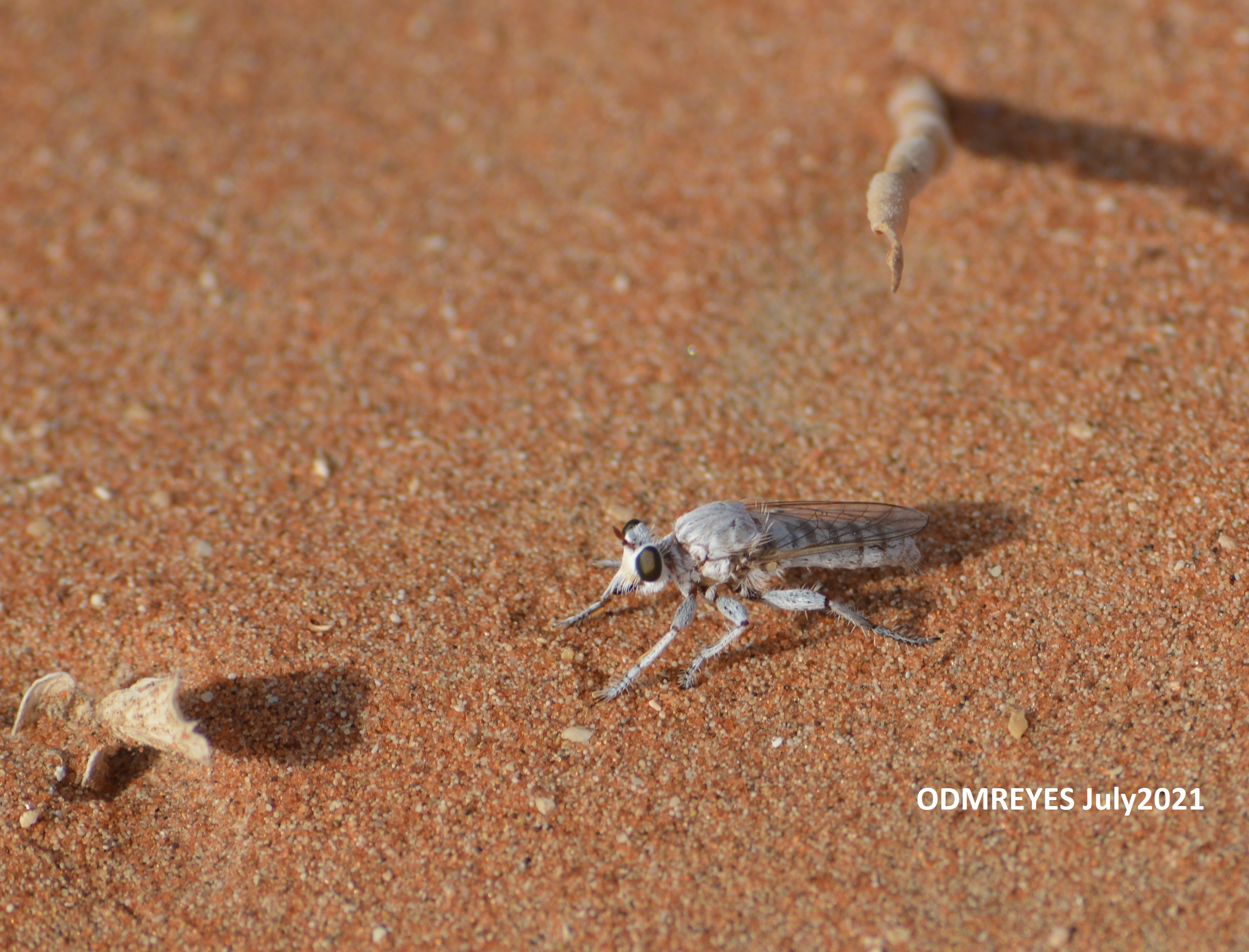 Flying Desert Insects