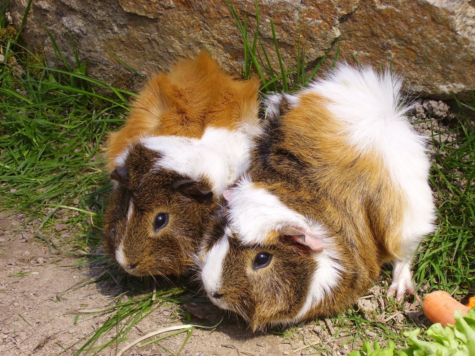 ΙΝΔΙΚΟ ΧΟΙΡΙΔΙΟ (GUINEA PIG) photos - wallpapers | the fun bank