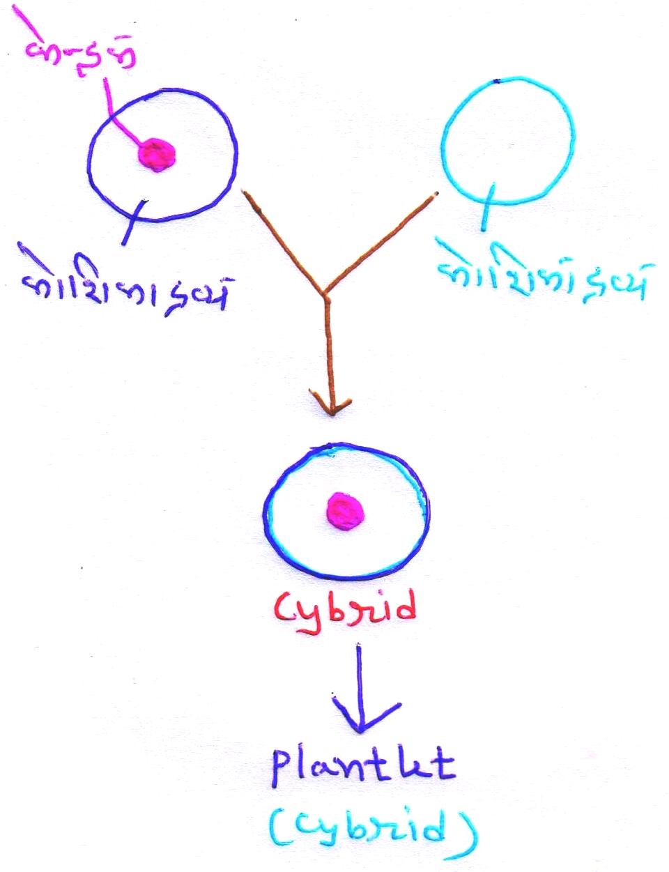 Somatic Hybridization and Cybrids