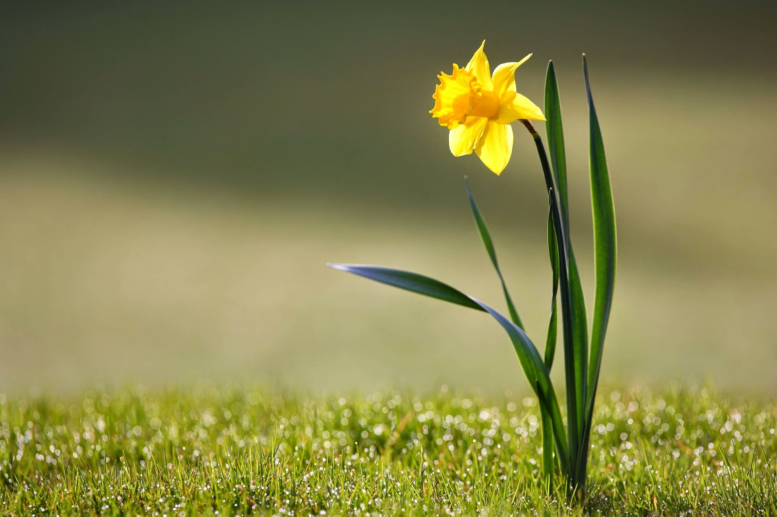 Reduce Footprints: 13 Eco-Friendly Tips For Spring