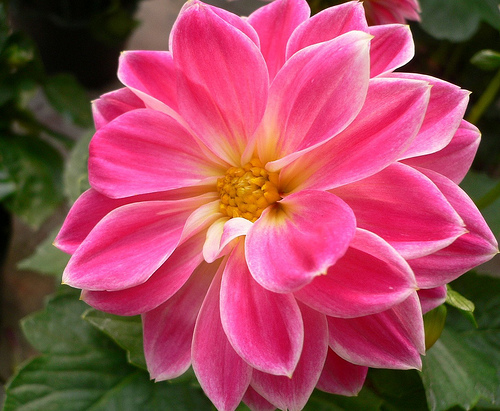 DALIA :'''NO LO SE!!!... ¿O SI?