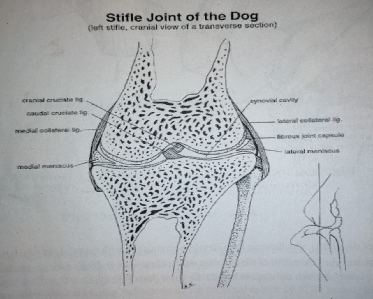 3 different joints of animal body - Ganeral Plan - Arthrology