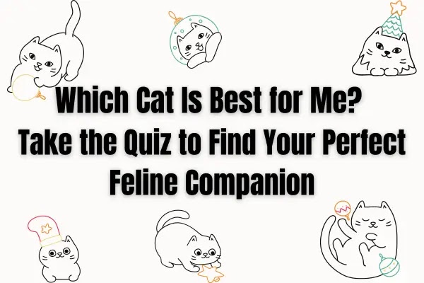 Which Cat Is Best for Me? Take the Quiz to Find Your Perfect Feline ...