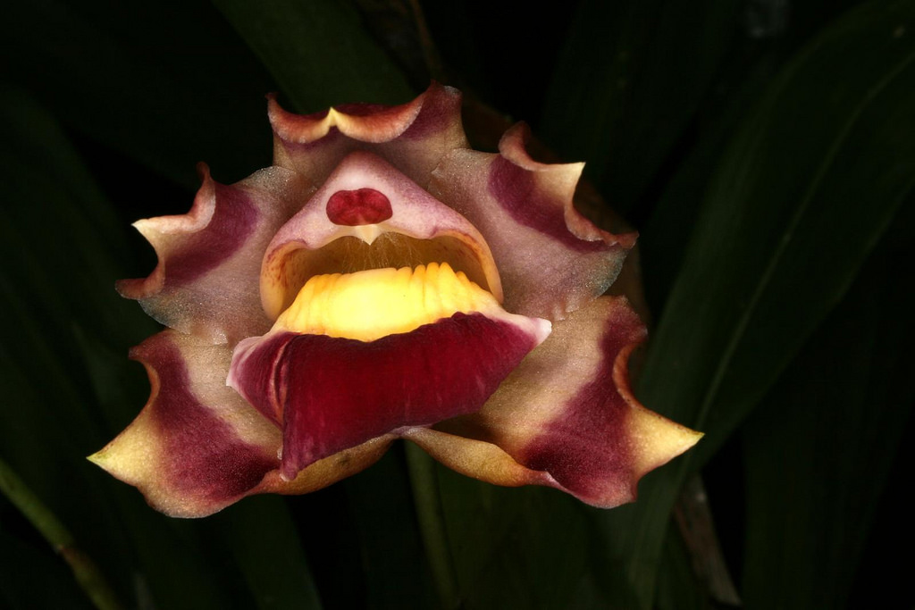 Pescatoria pulvinaris care and culture | Travaldo's blog