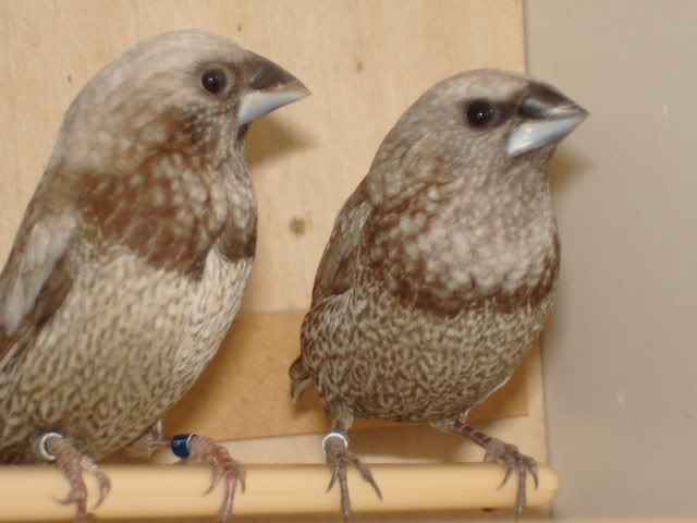 Mi aviario en casa: Gorrión de Java