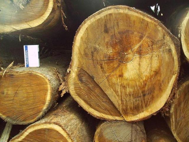 Tentang Kayu Acacia Mangium | sawntimber-akasia.com | PT. Korintiga Hutani