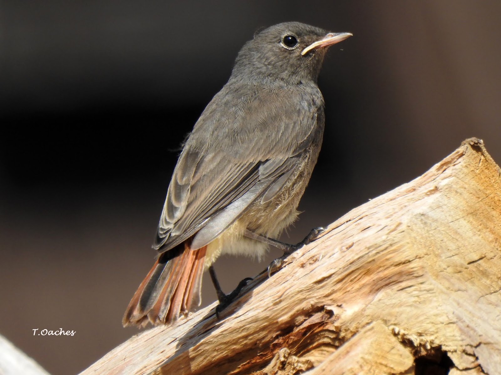 PASARI DIN ROMANIA: CODROS DE MUNTE (1), Phoenicurus ochruros