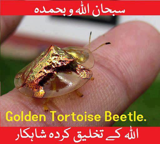 Dill Ka Sakoon Golden Tortoise Beetle dill-ka-sakoon-golden-tortoise-beetle