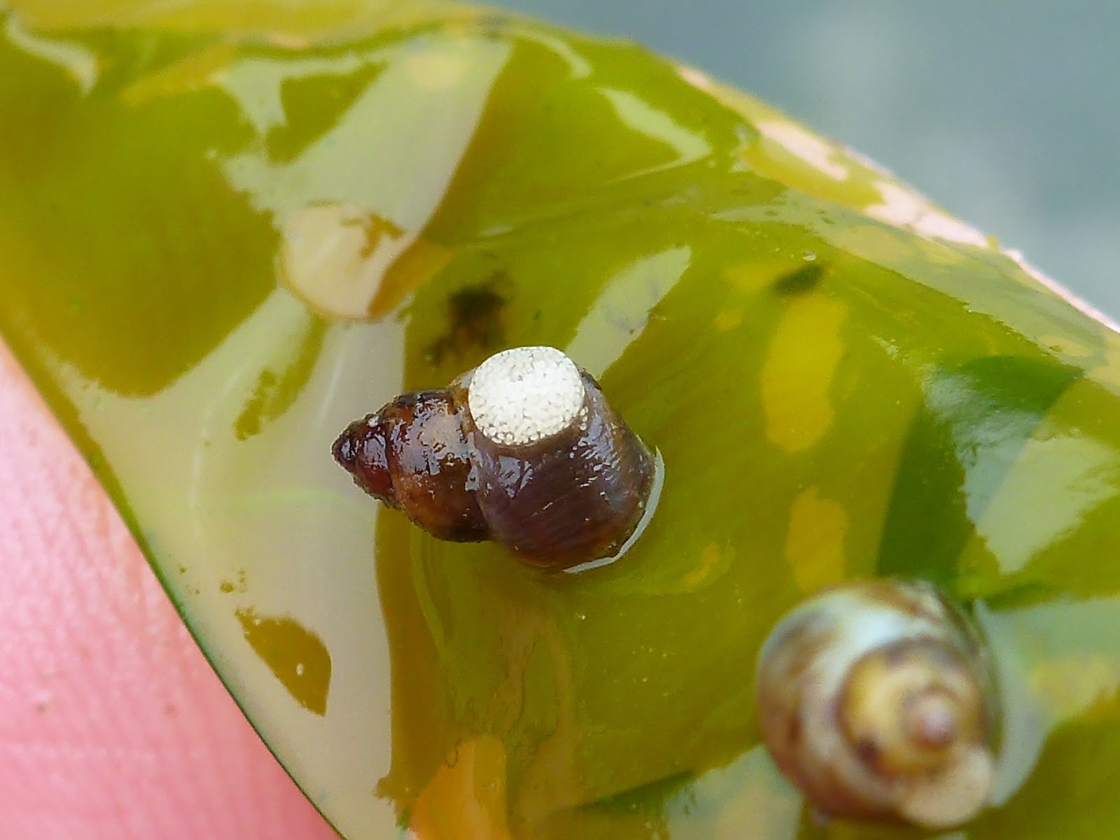 Buzz's Marine Life of Puget Sound: Eggs of the Intertidal