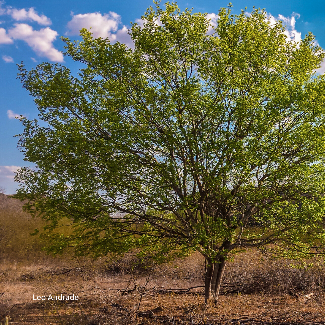 Arvore Características Da Caatinga - RETOEDU