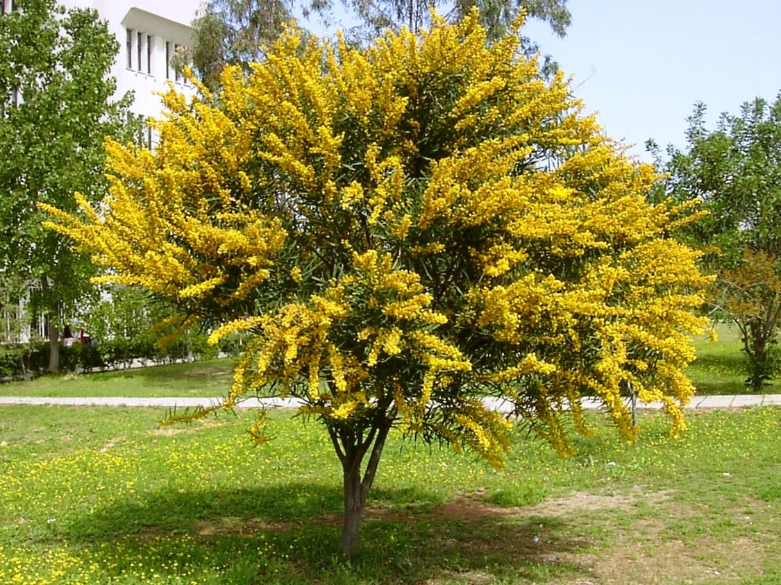 Les Acacias, appelés communément, selon les espèces et les régions