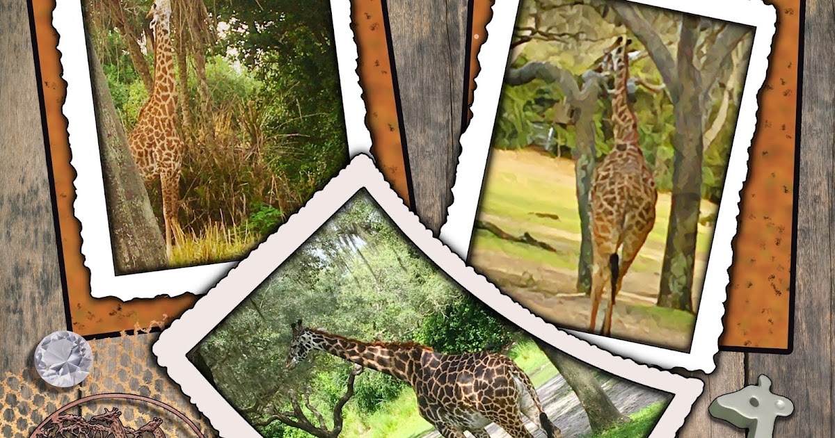 Scraping Mania: Giraffe fun