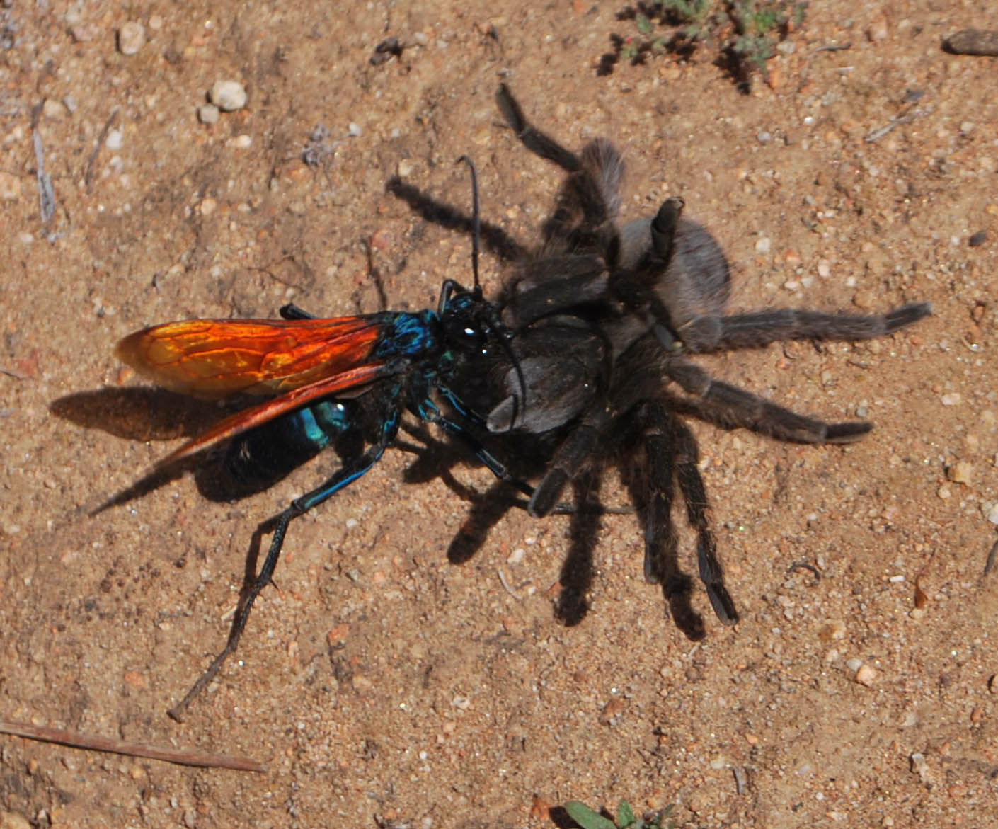 The Scratching Post Tarantula Hawk