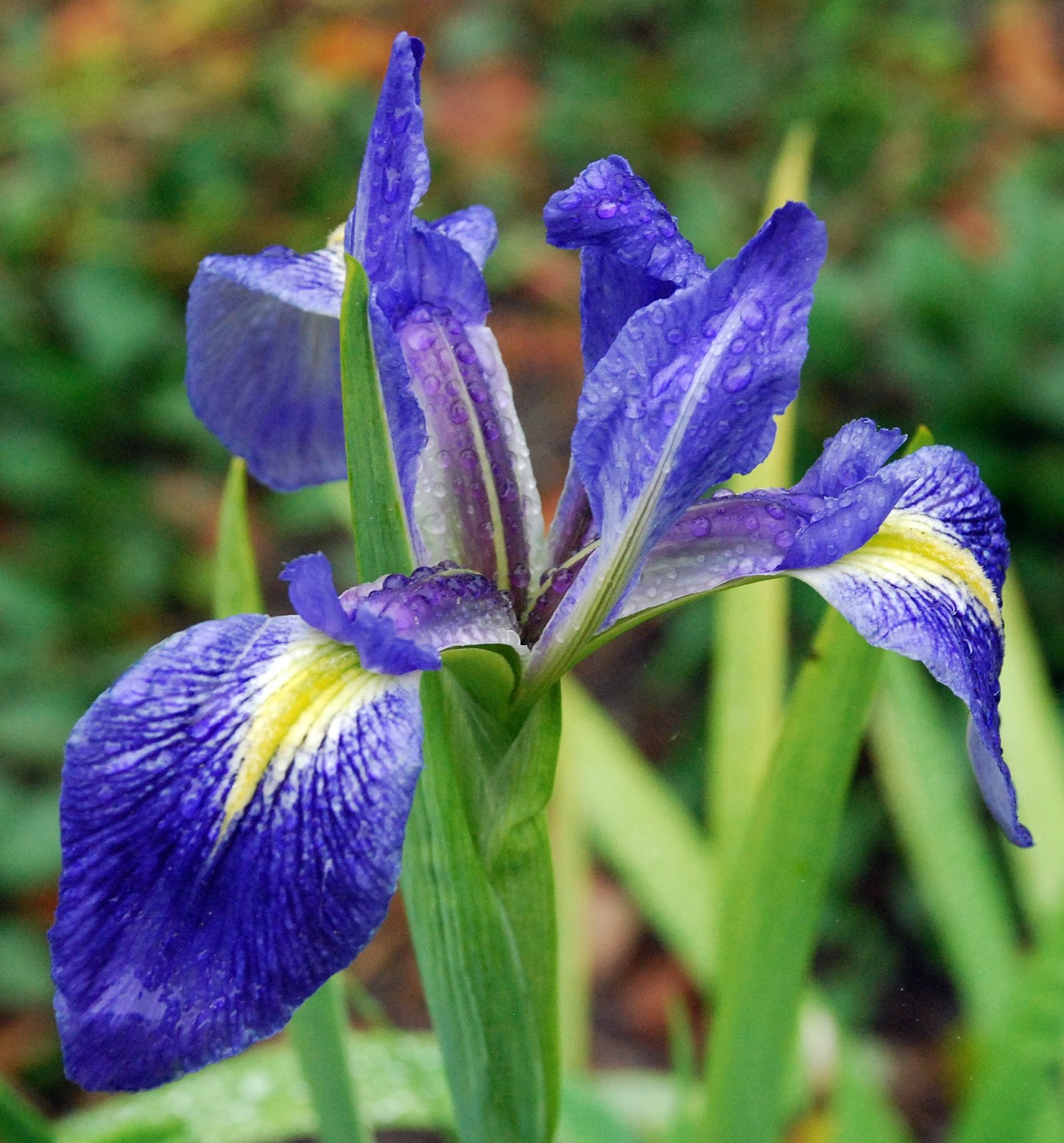 World of Irises: The Louisiana Iris Species Preservation Project
