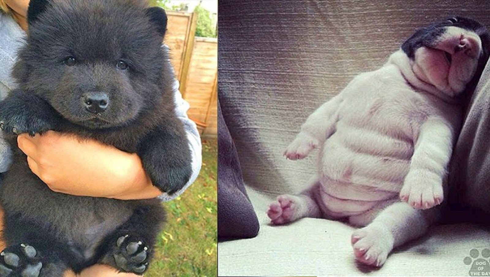 Cachorritos gorditos que necesitas ver ahora mismo