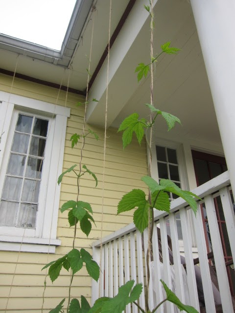Side Yard Hops Trellis | Root Simple