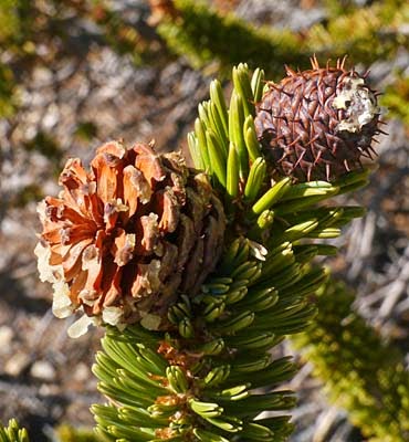 On the Road with Maya: Seriously Old Trees