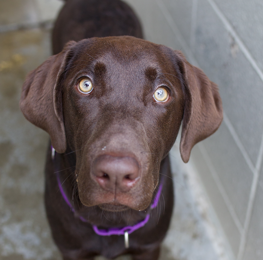 Shelter Dogs of Portland: "FINNLEY" beautiful young choc lab mix