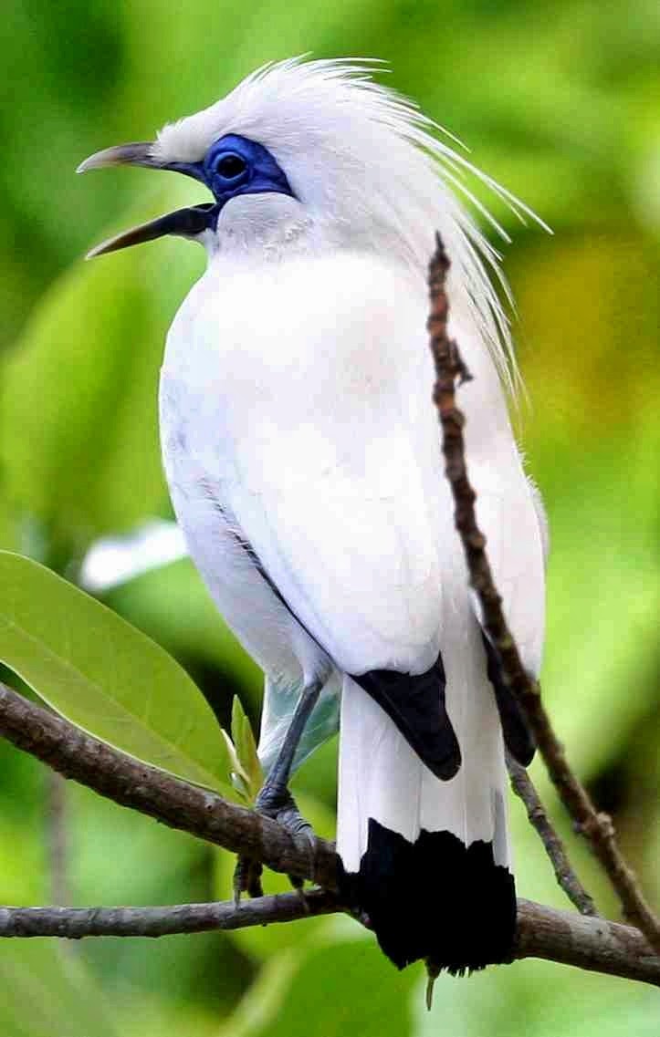 The Bali Myna - cuteanimalsworld