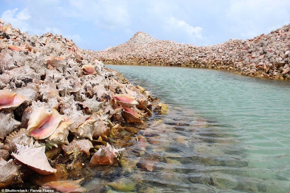 Conch Island — A Huge Cemetery of Millions of Conch Shells