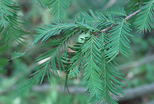 Trees Planet: Taxodium mucronatum – Montezuma Bald Cypress