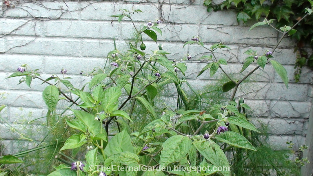 The Eternal Garden: Growing the Manzano Pepper