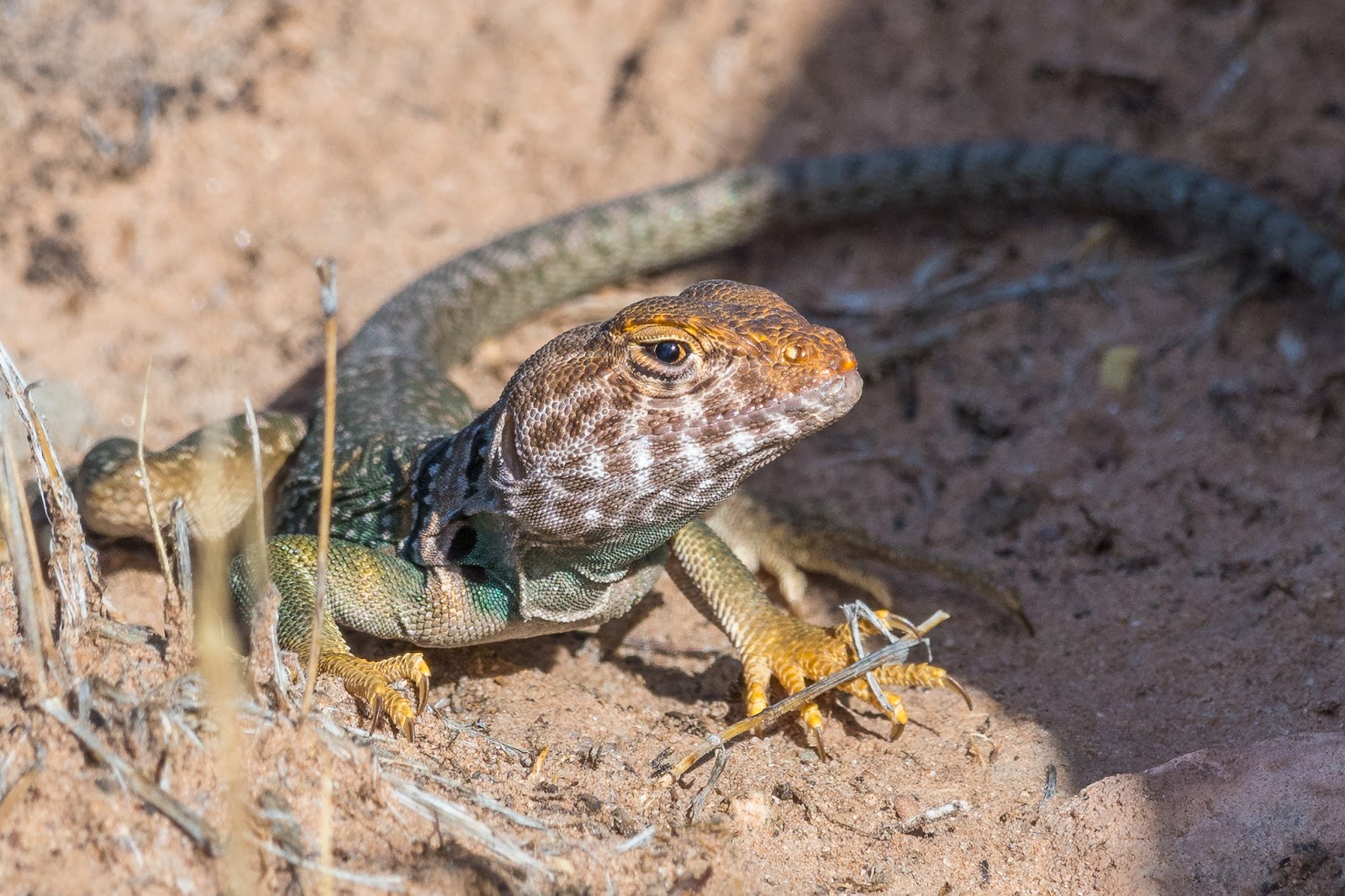 NeoVista Birds and Wildlife: Eastern Collared Lizards: Colorful Little ...