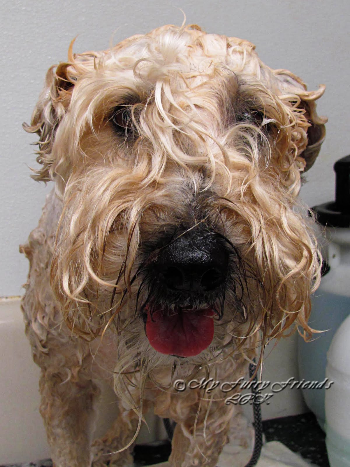 Pet Grooming: The Good, The Bad, & The Furry: Tuesday's Tip # 21 ...