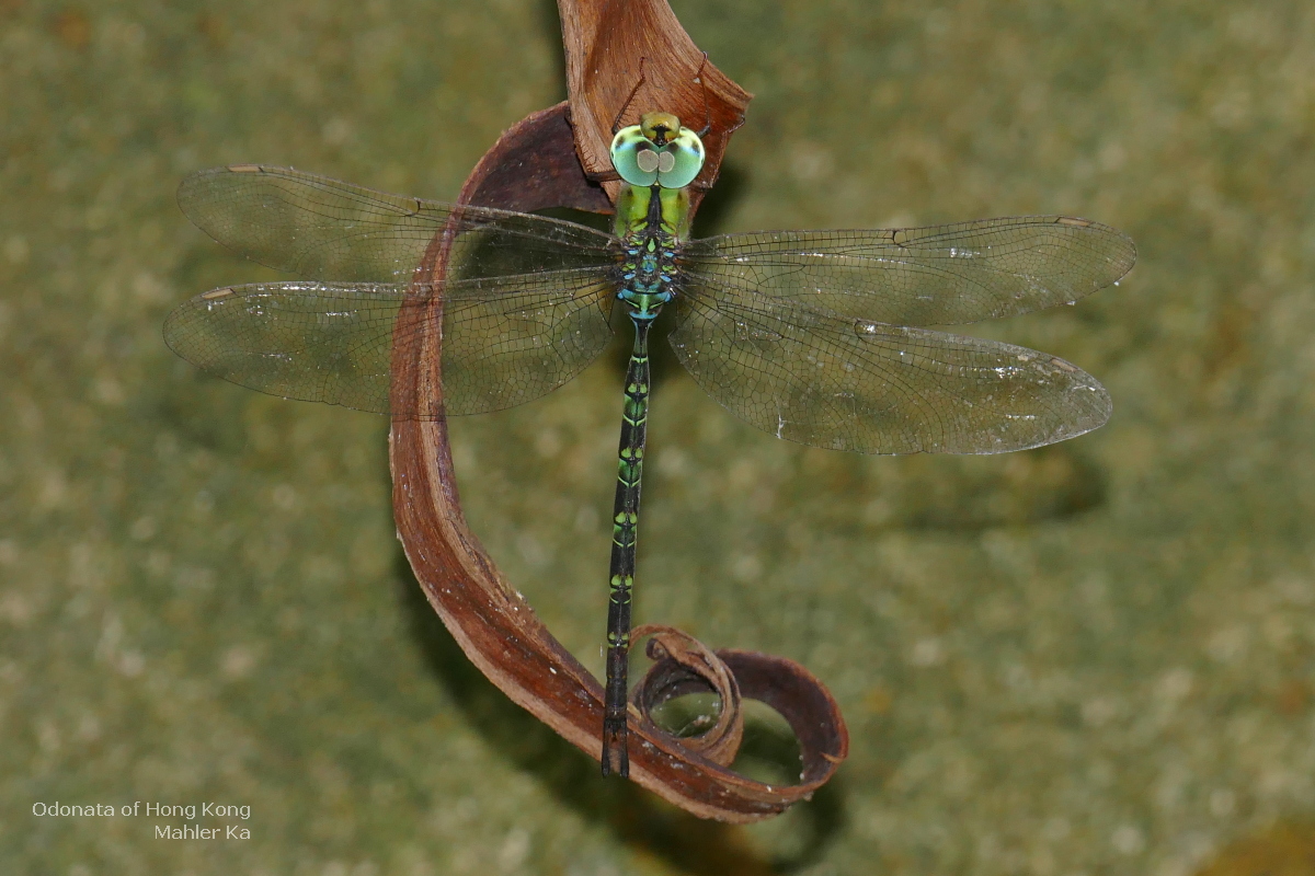 香港蜻蜓名錄: Gynacantha subinterrupta Rambur, 1842 細腰長尾蜓