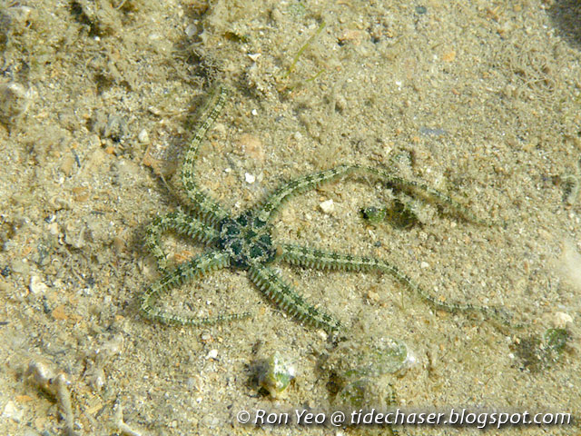 tHE tiDE cHAsER: Brittle Stars (Phylum Echinodermata: Class Ophiuroidea ...