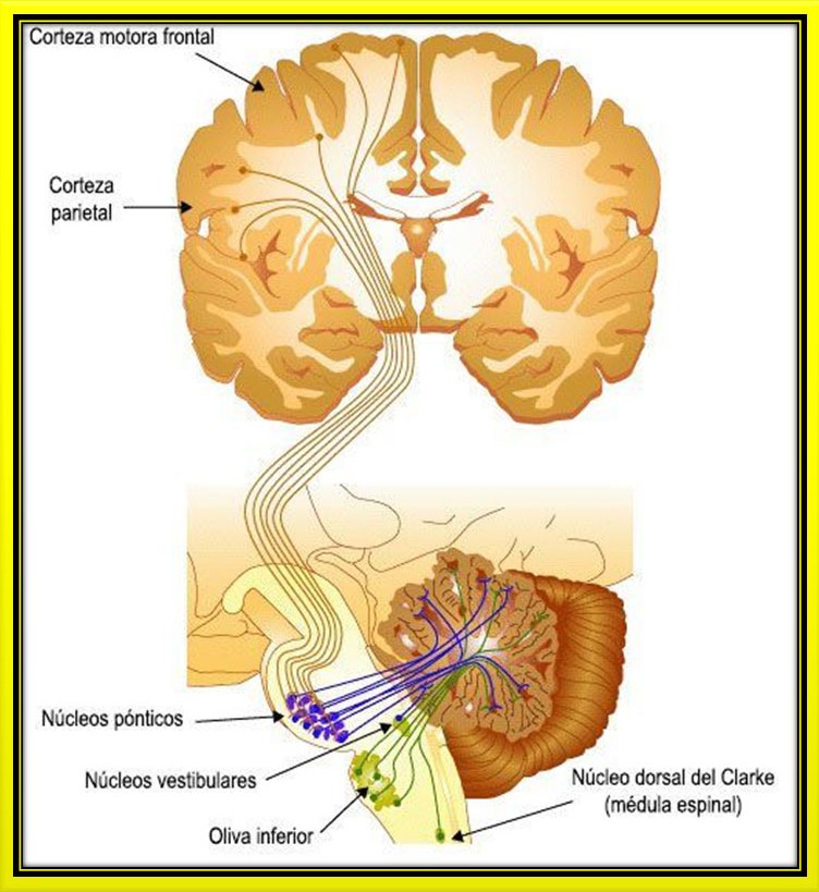 Protuberancia Anular ~ Biopsicosalud