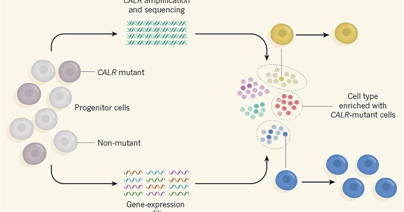 Cómo se expresan las mutaciones en la producción de células sanguíneas ...