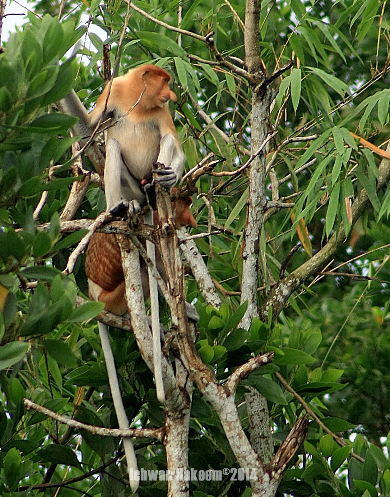 Photo 114 : Bekantan | BEKANTAN -WILD INDONESIA