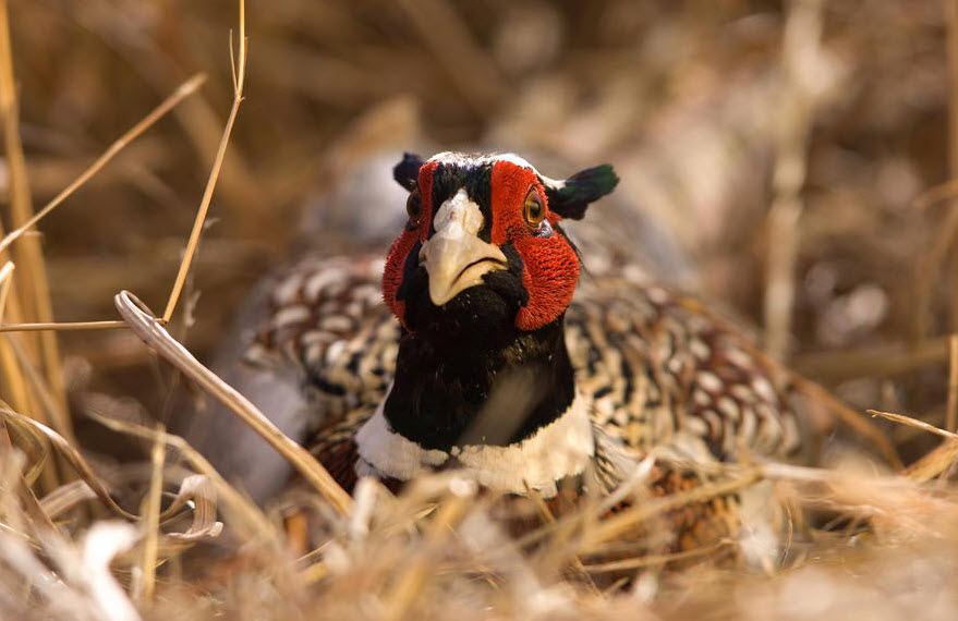 Pheasant | The Biggest Animals Kingdom