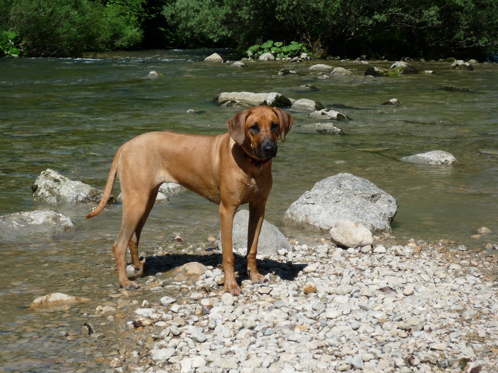 lea animaux de mon coeur: NEPTUNE le rhodésian ridgeback