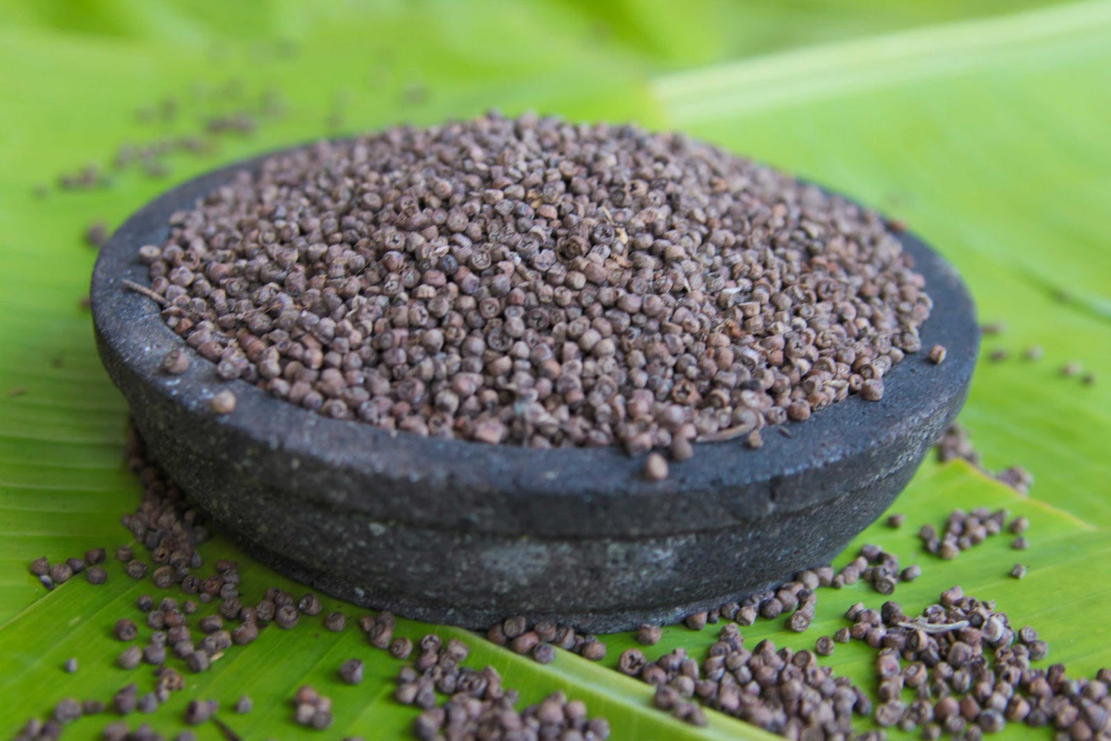 FARMAKOGNOSI : Fructus (buah): MELALEUCAE FRUCTUS