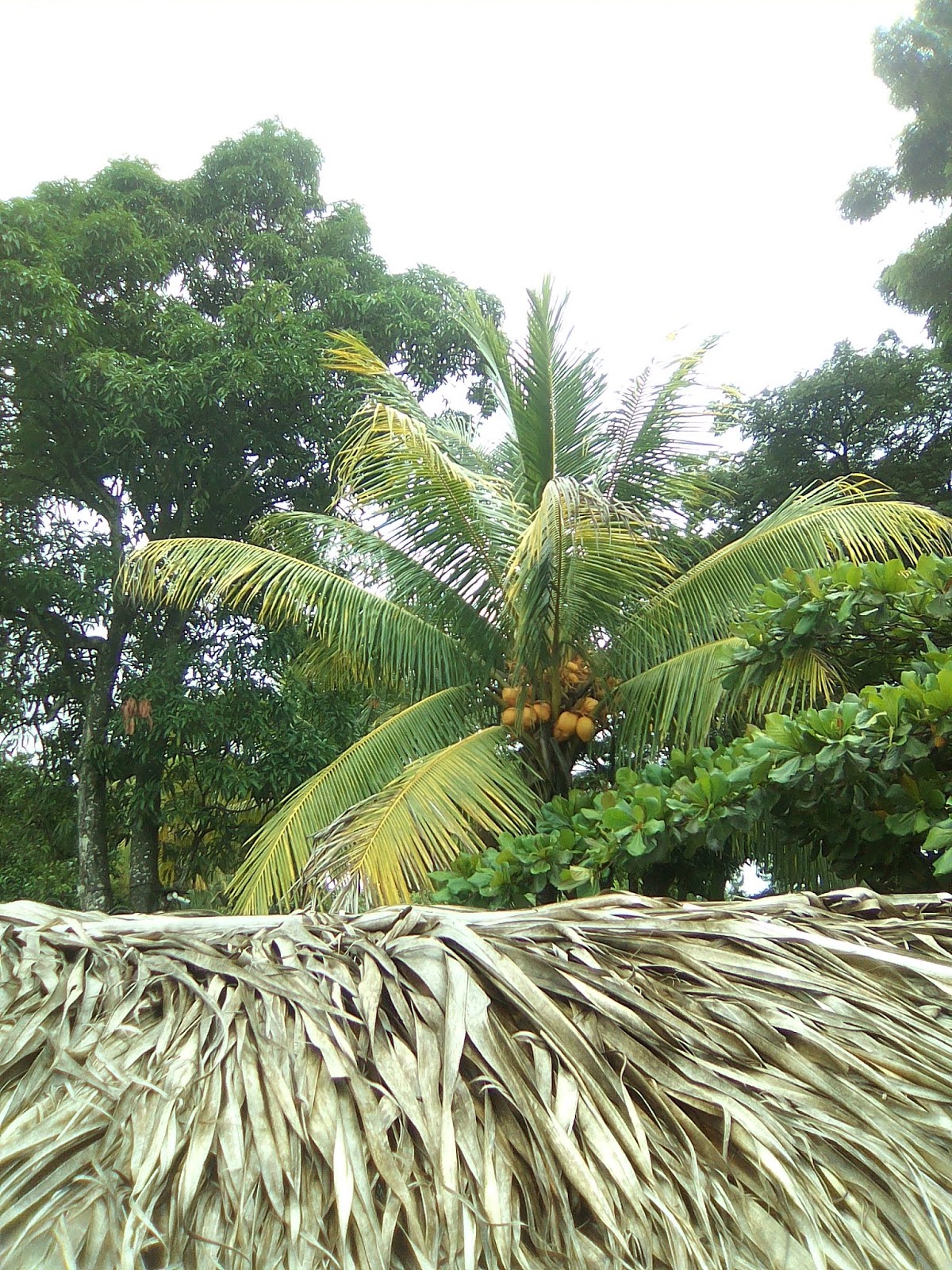 Centro Ecoturístico El Jícaro.: La Vegetación del Jícaro