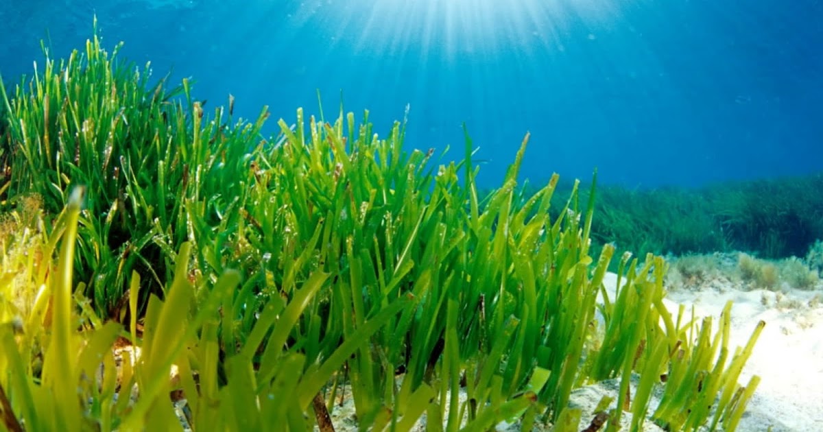 Z.HONTANILLA (ANTIGUO)2020: Posidonia oceanica (planta)