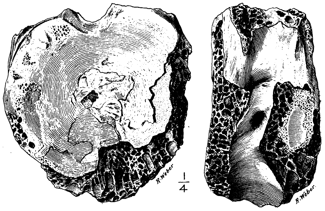 My Prehistoric Saga: Tyrannosaurus rex Specimen Sizes.