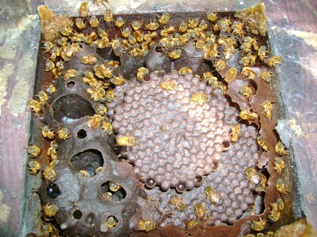 Abelha de Ouro: Uruçu Amarela (M. rufiventris mondory)