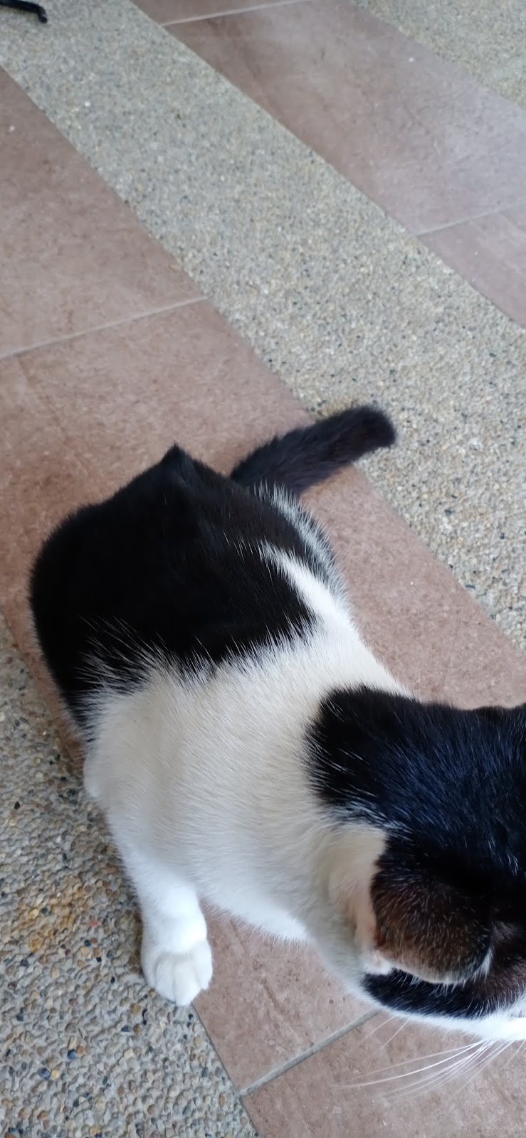 ISTIQAMAH1658: DIM JADI PUNK... KENA KEJAR KUCING TOMPOK