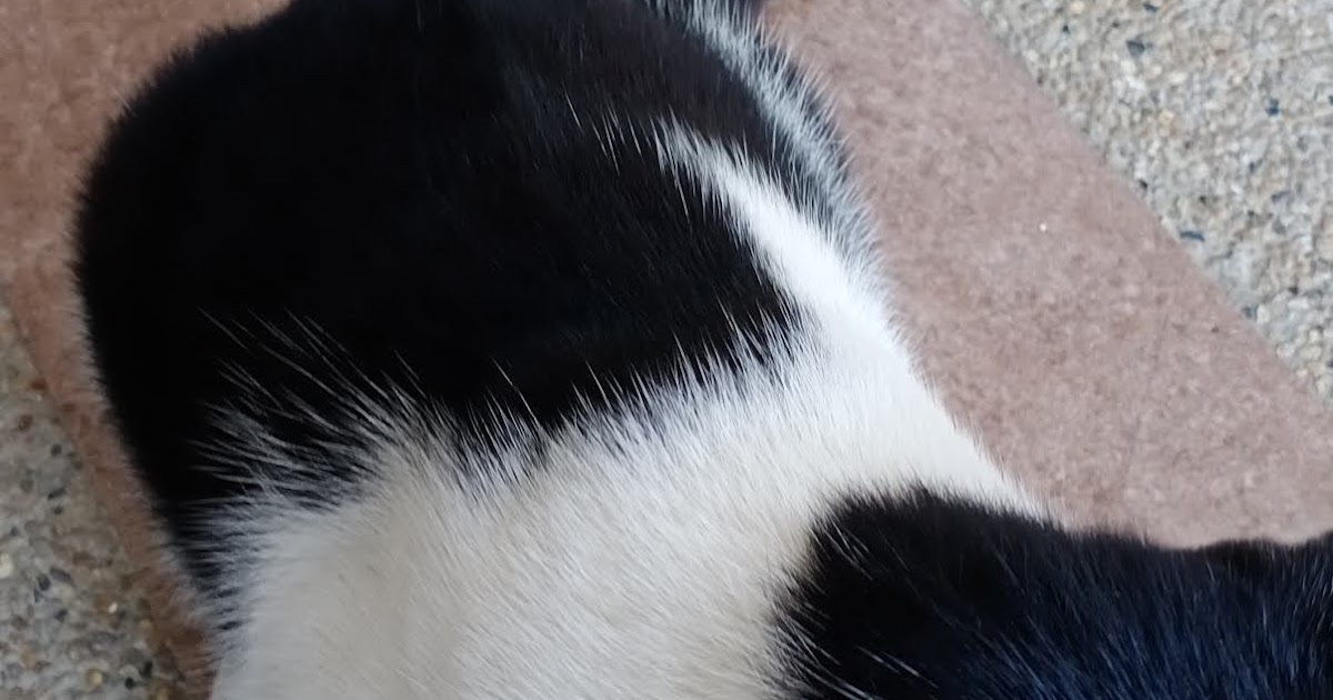 ISTIQAMAH1658: DIM JADI PUNK... KENA KEJAR KUCING TOMPOK