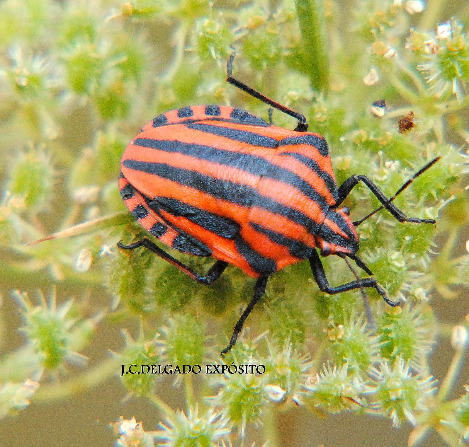 gurupendola: CHINCHE