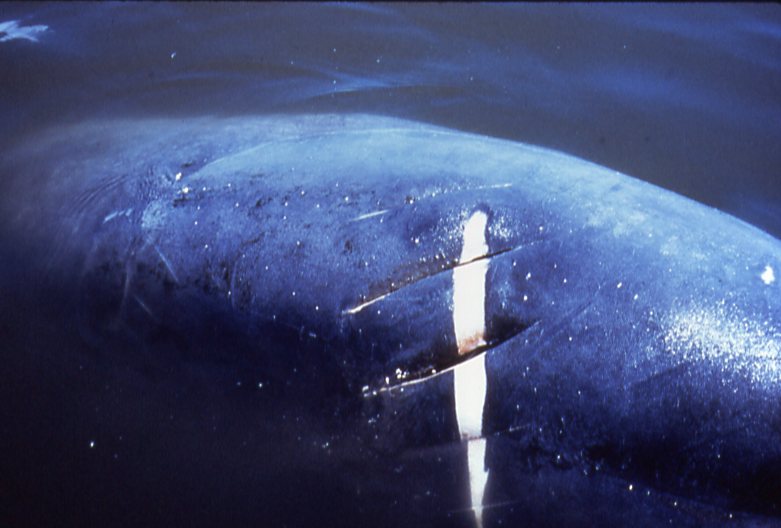 Field Biology in Southeastern Ohio: Florida Manatees