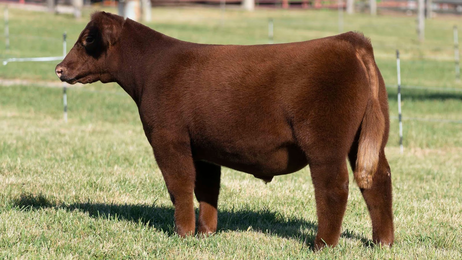 RCC Blog: Goettemoeller Show Cattle