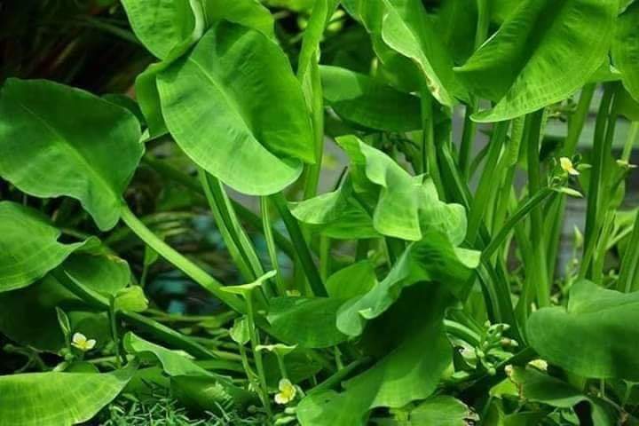 Bhoeluhk | Monday, June 10, 2019