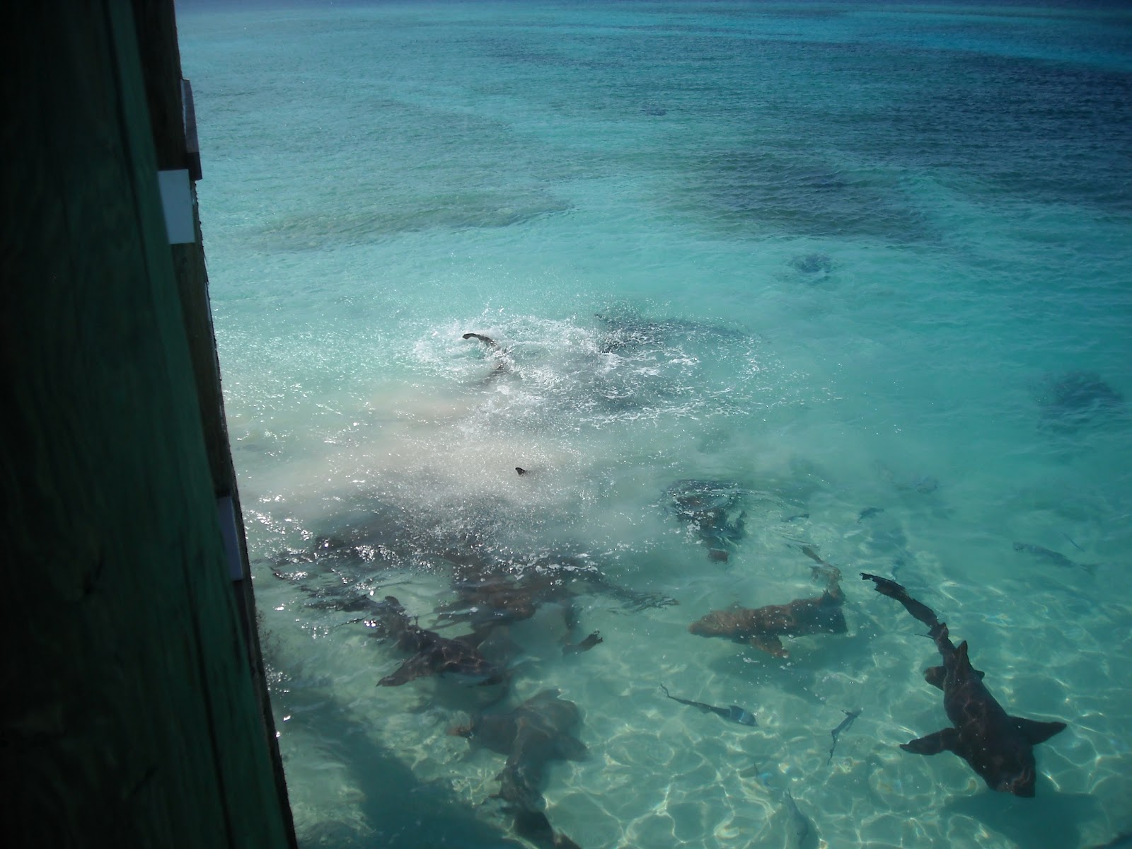 Southern Belle: Hignborne Cay